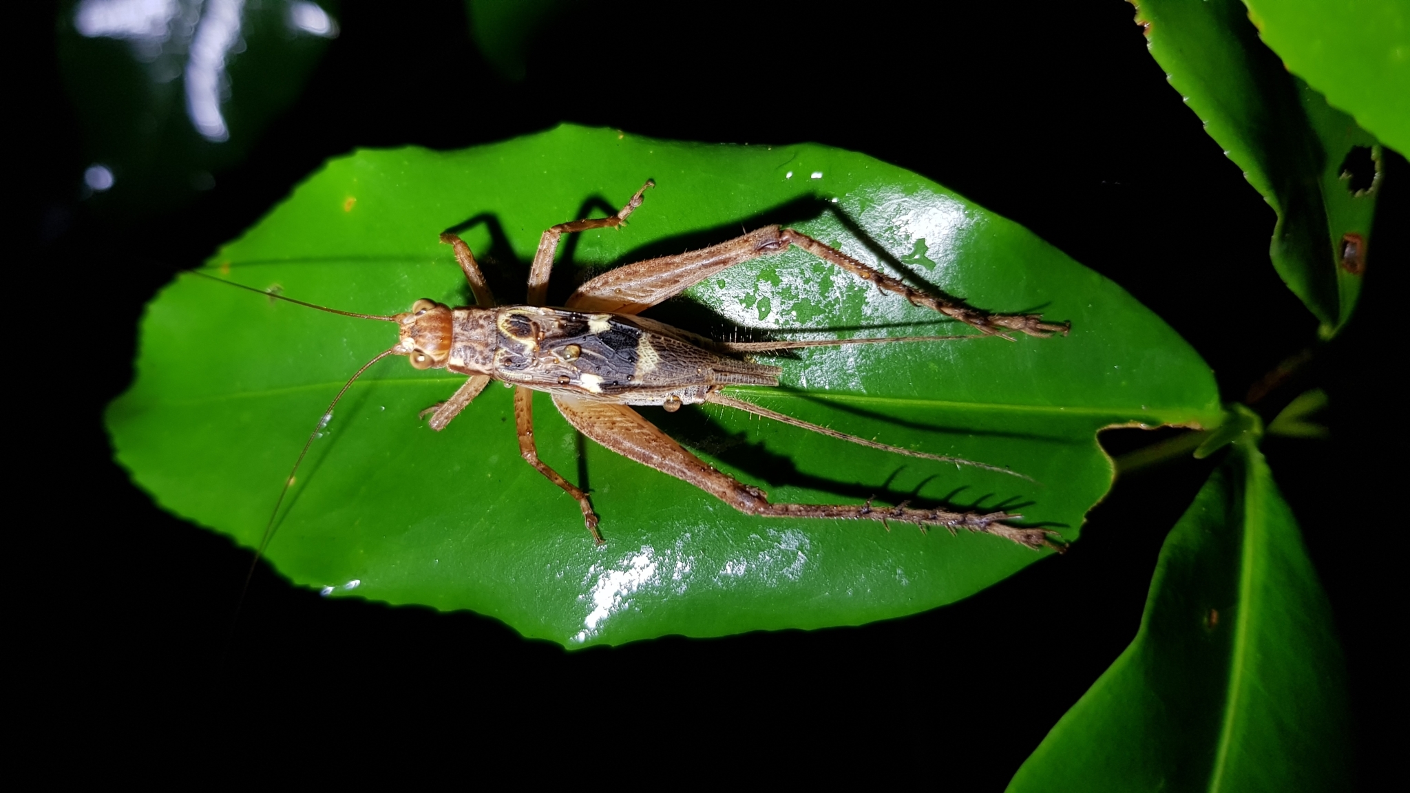 Cardiodactylus Saussure, 1878