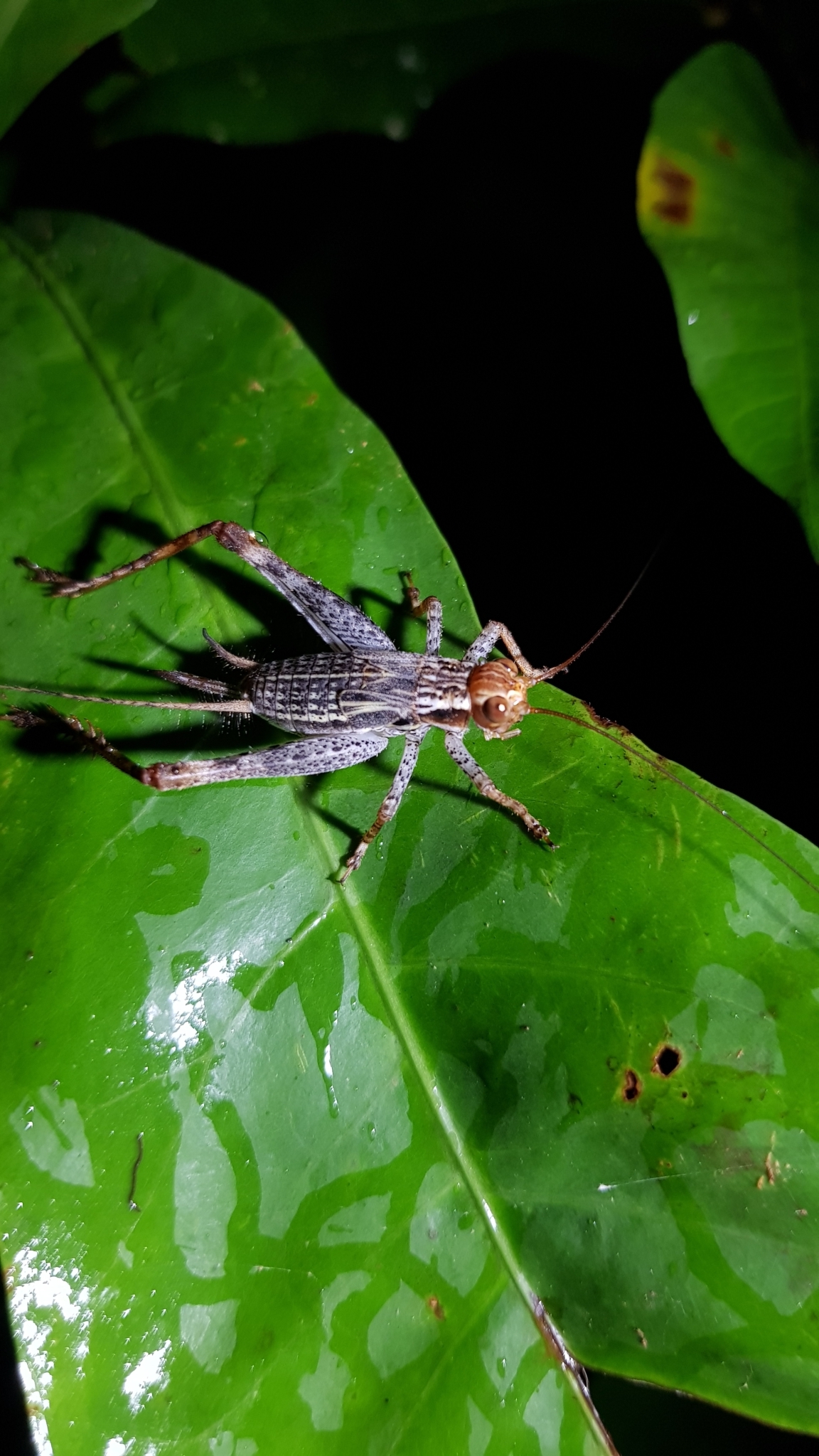 Cardiodactylus Saussure, 1878