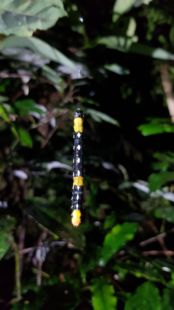 Bracca rotundata from Mareeba QLD 4880, Australia on February 05, 2023 ...