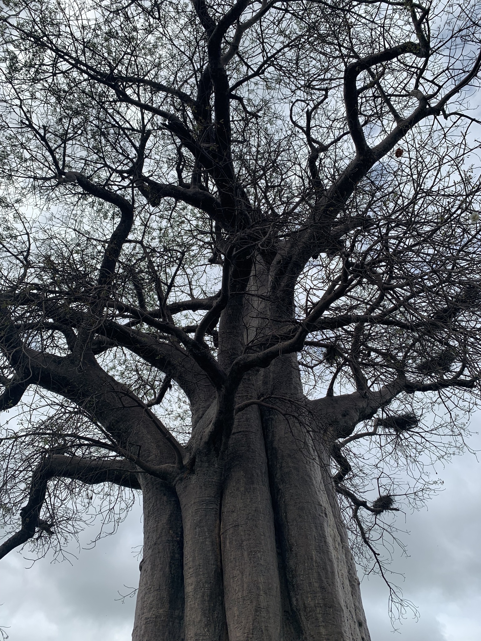Adansonia digitata L.
