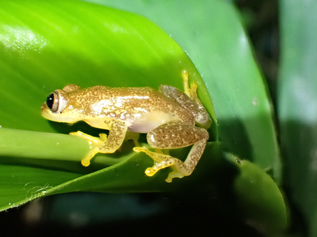 Spotted Spiny Reed Frog in December 2021 by chemp. Nilo Forest Reserve ...