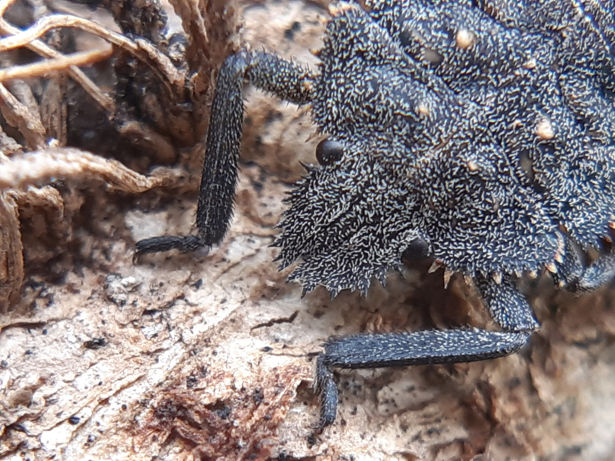 Mustha spinosula (Lefebvre, 1831)