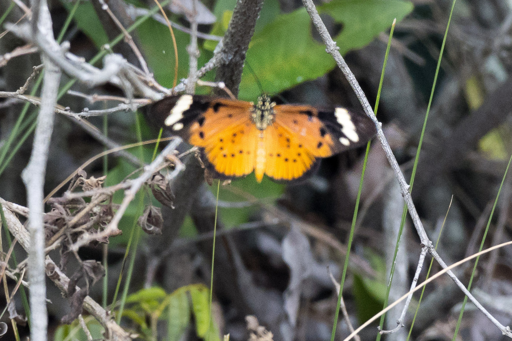 Acraea encedon Linnaeus, 1758
