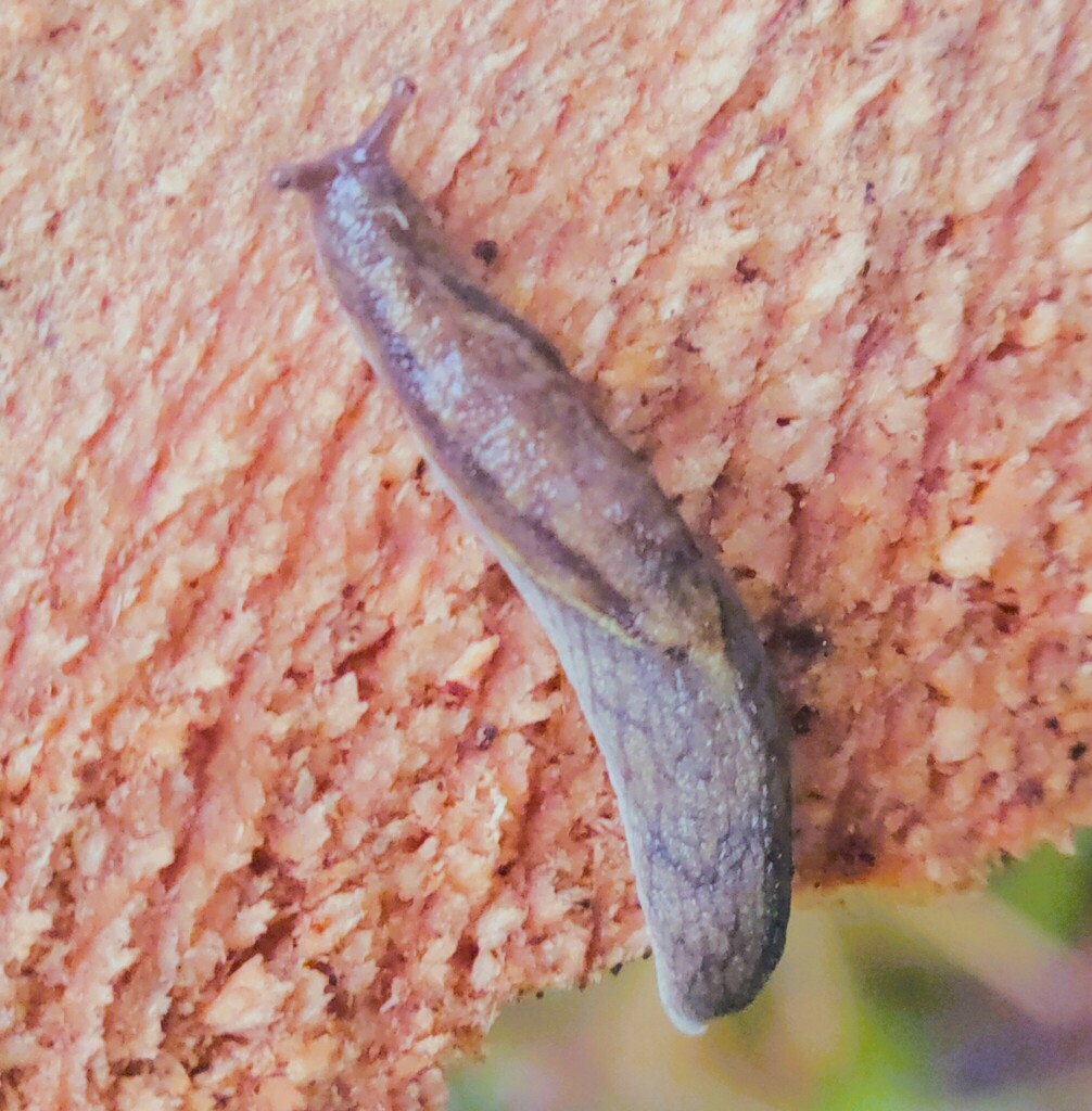 Reticulate Taildropper from Mason County, WA, USA on February 05, 2023 ...