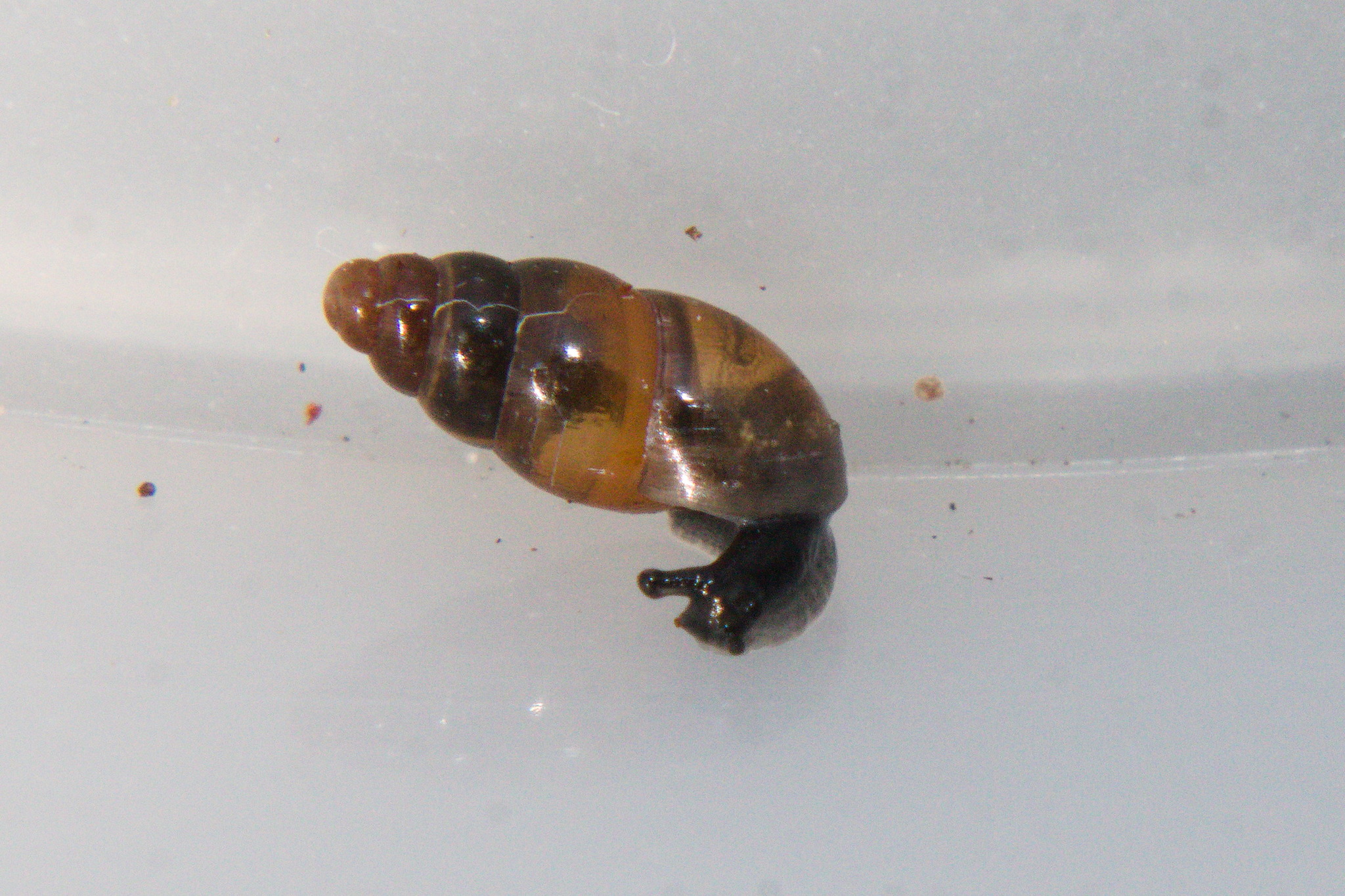 Cochlicopa A.Férussac, 1821