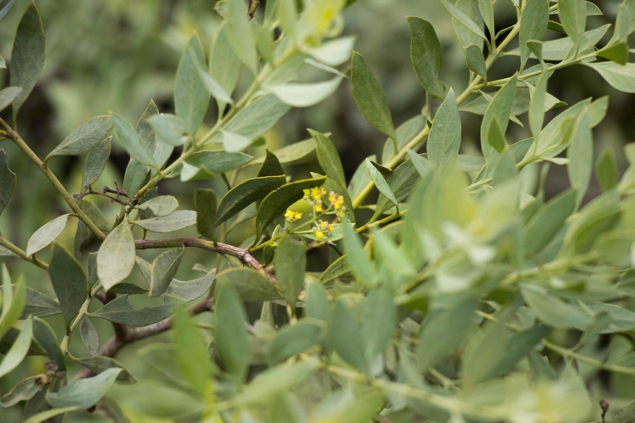 Osyris compressa (P.J.Bergius) A.DC.