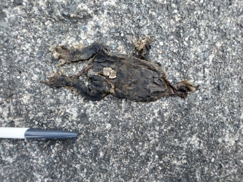 Asian Common Toad from 台灣台東縣 on January 17, 2023 at 11:10 AM by 胡正恆 ...