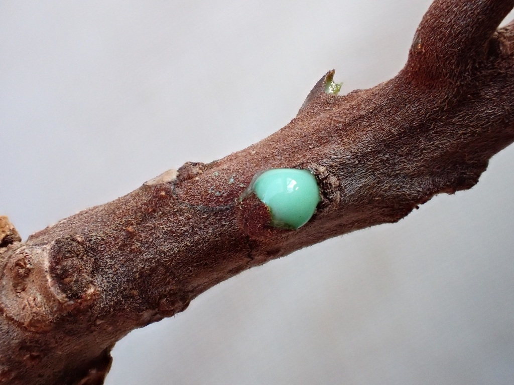 Pycnandra acuminata from Koumac, Nouvelle-Calédonie on November 11 ...
