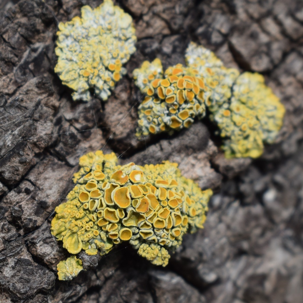 Poplar Sunburst Lichen from Baylands, Santa Clara County, CA, USA on ...
