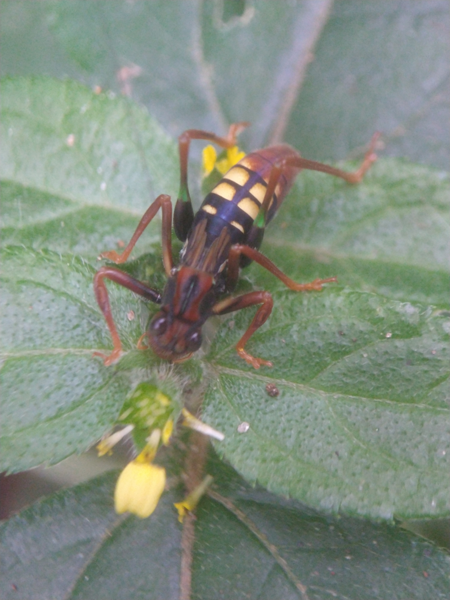 Scaphura nigra (Thunberg, 1824)