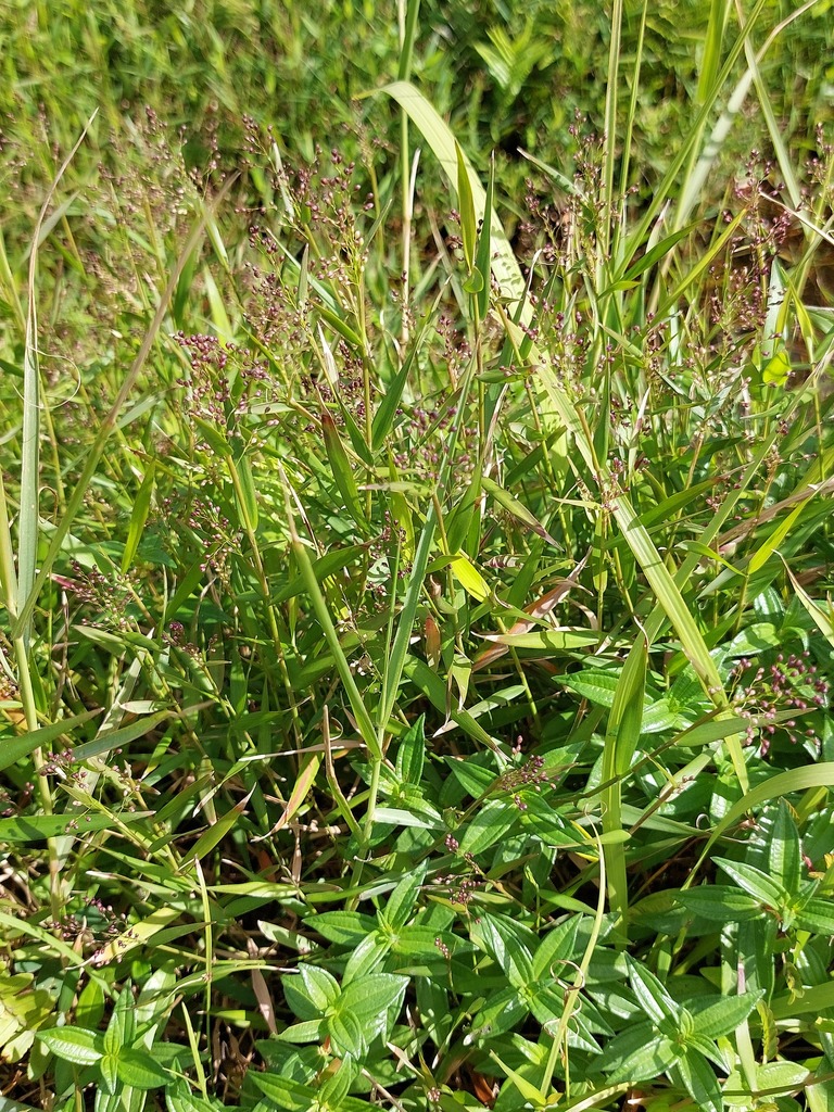 Swamp Millet from 台灣台東縣 on January 17, 2023 at 11:16 AM by 胡正恆(Jackson ...