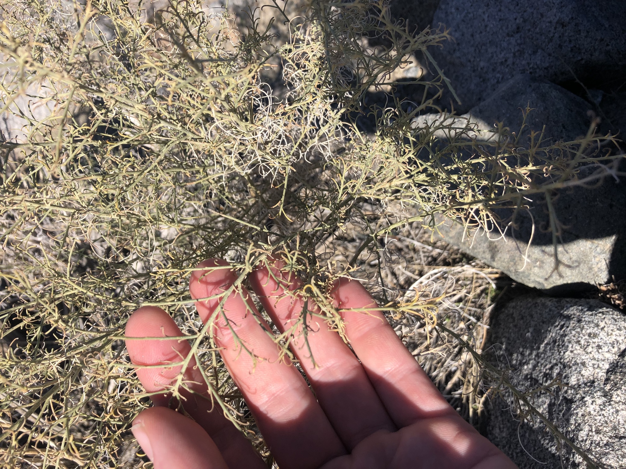 Ambrosia salsola (Torr. & A.Gray) Strother & B.G.Baldwin