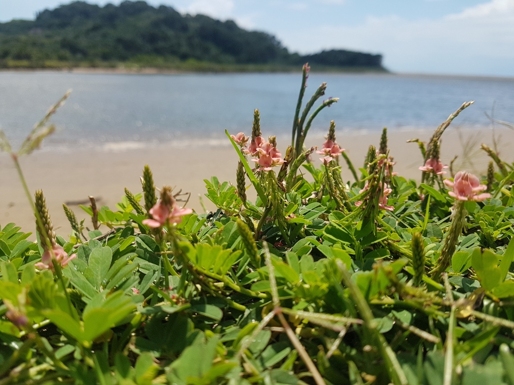trailing indigo from Palm Beach, Port Edward, Suid-Afrika on January 8 ...