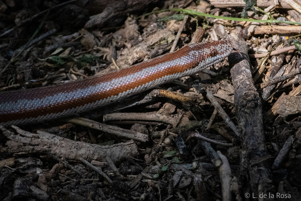 Desert Rosy Boa from La Bocana de Cataviña on February 05, 2023 at 02: ...