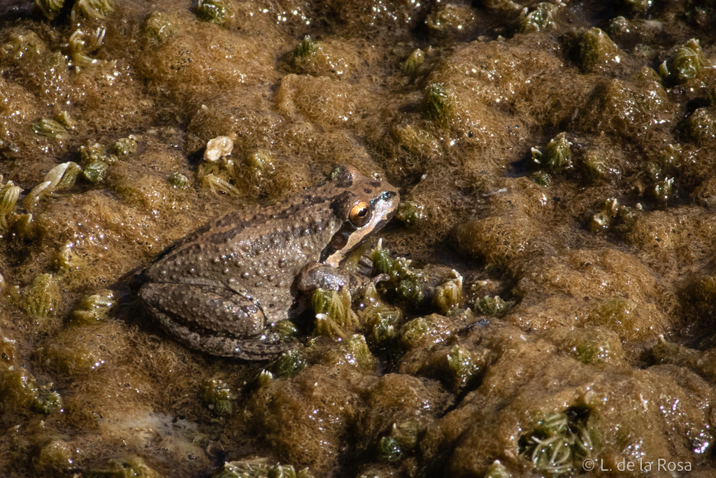 Baja California Tree Frog in February 2023 by Leo de la Rosa · iNaturalist