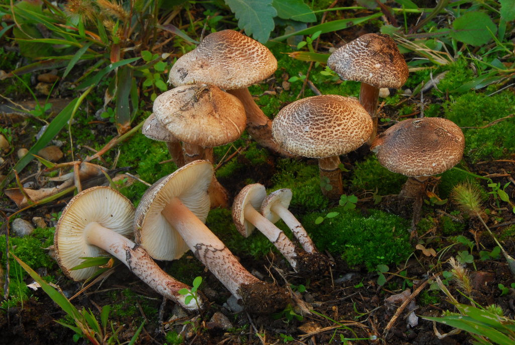 deadly dapperling from Area Urbana - Monza (MB) on October 30, 2016 at ...