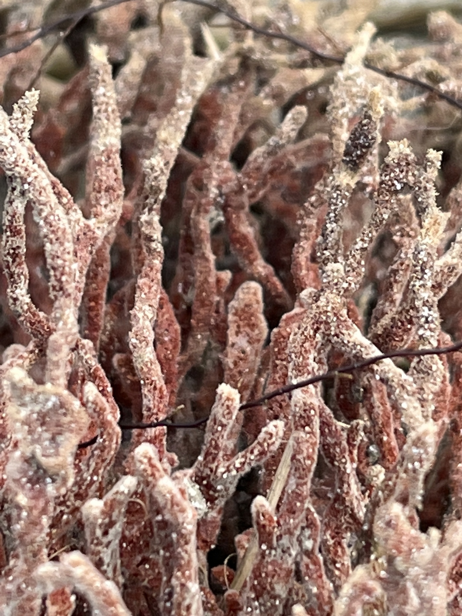 Clathria prolifera (Ellis & Solander, 1786)