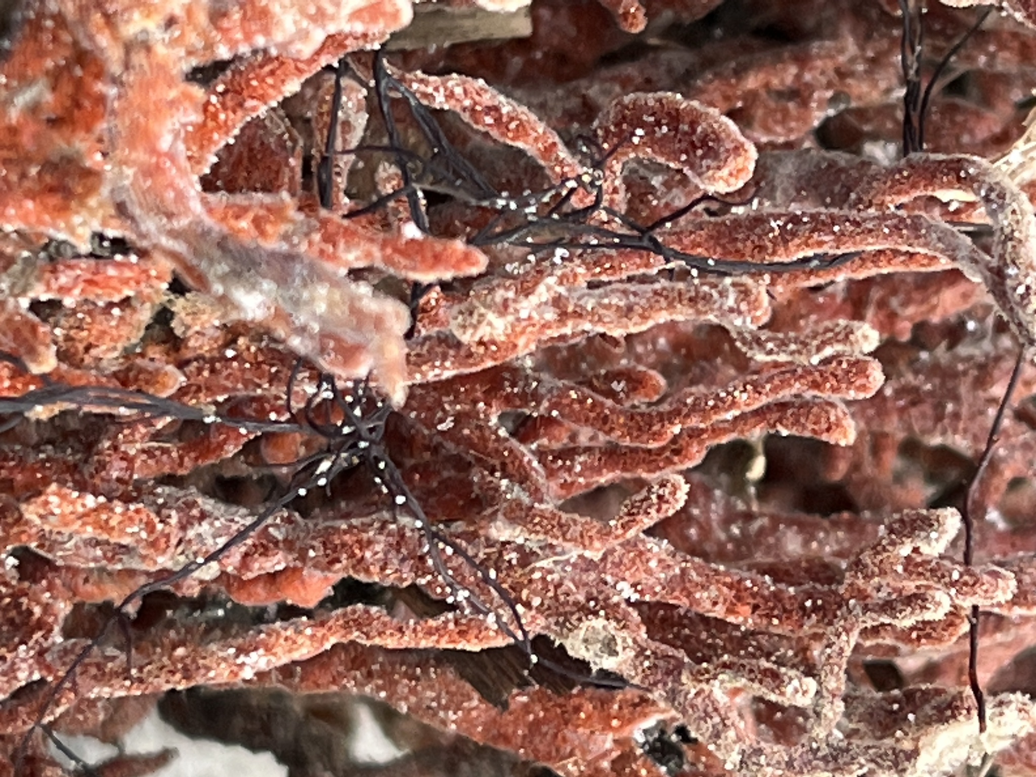 Clathria prolifera (Ellis & Solander, 1786)