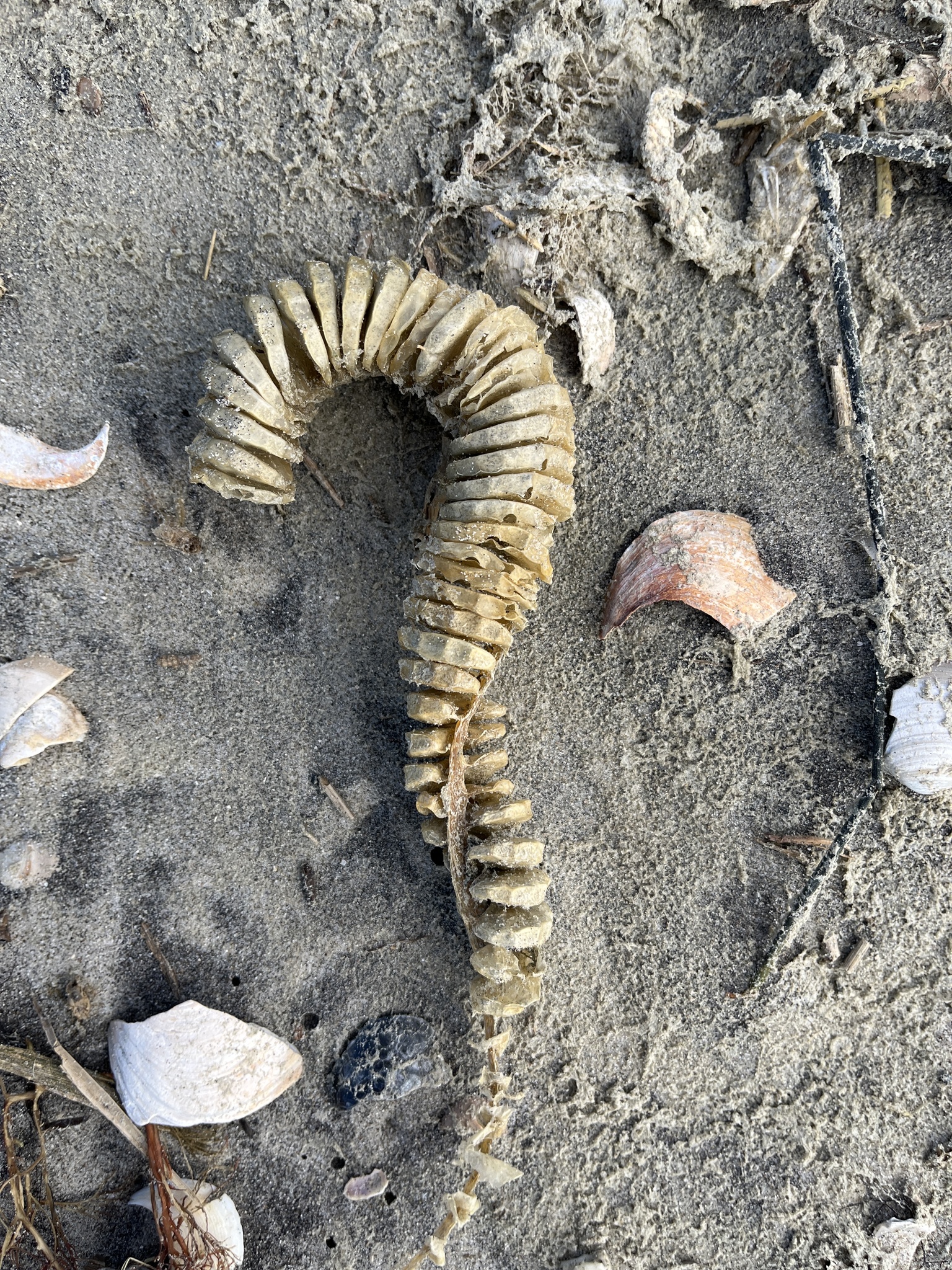 Busycon Röding, 1798