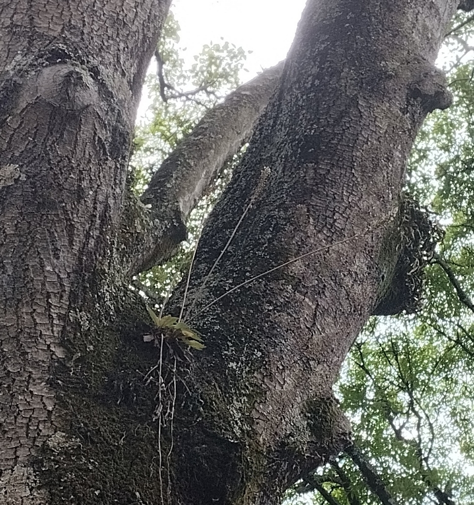 Cyclopogon elatus from Antiguo Country, Chapinero, Bogotá, Bogota ...