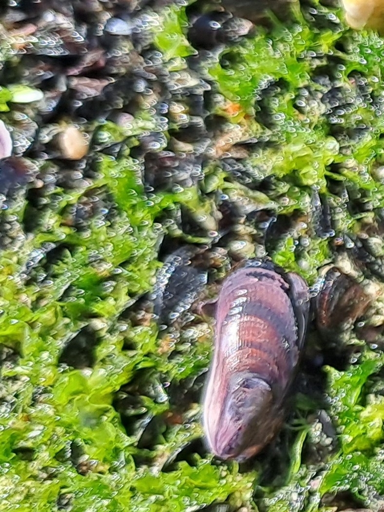 Brachidontes rodriguezii (d'Orbigny, 1842)