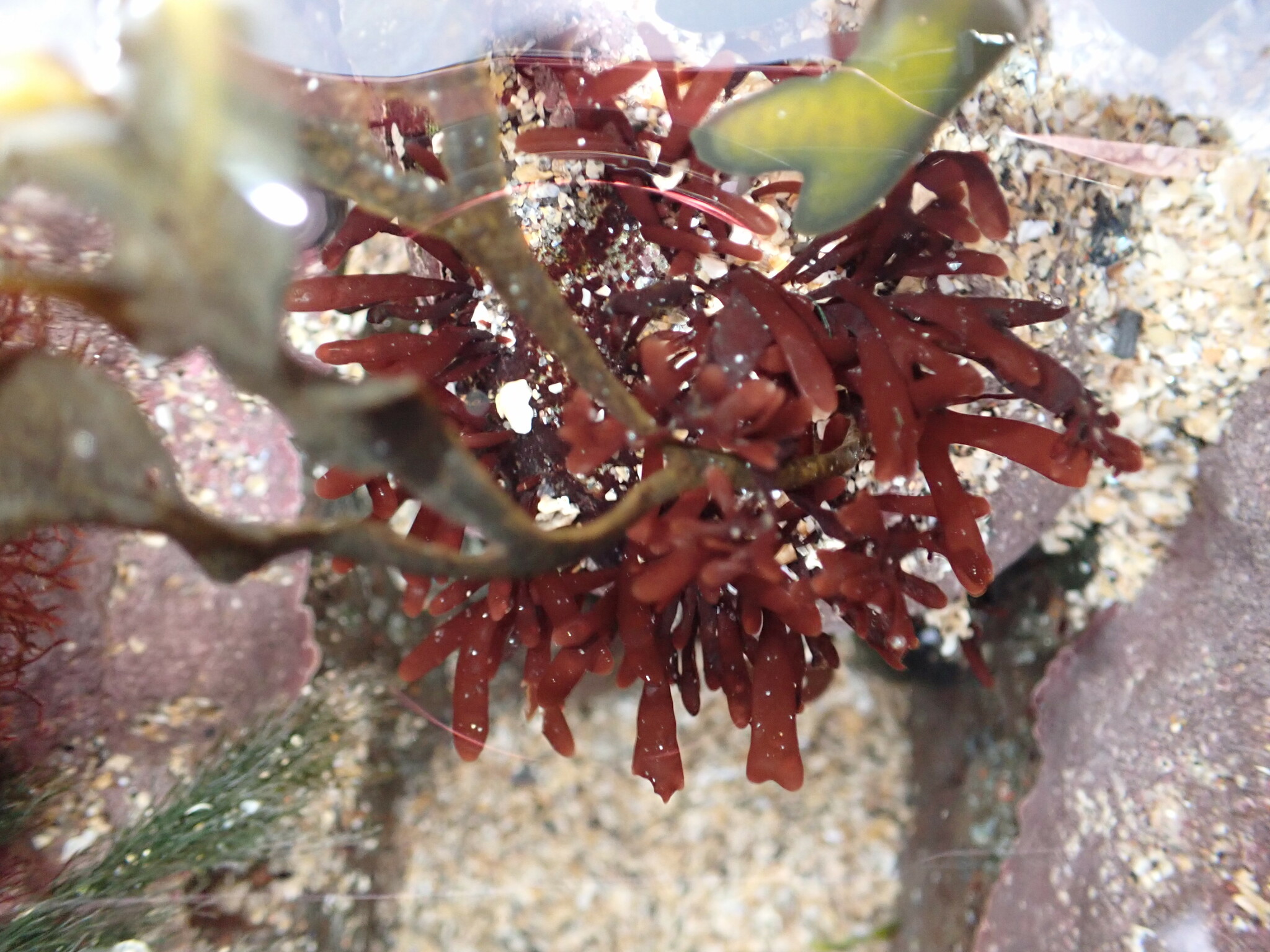 Chondrus crispus Stackhouse