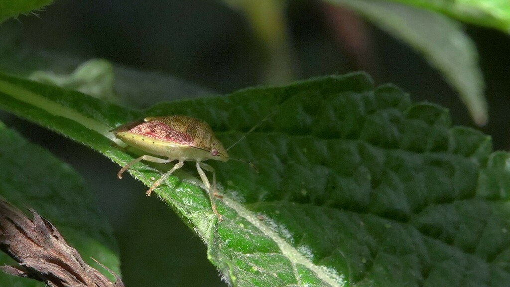 Plautia crossota from Mahim Nature Park, Dharavi, Mumbai, Maharashtra ...