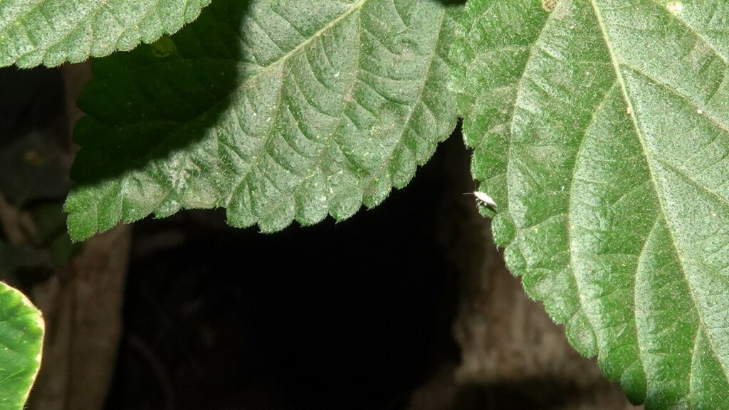 Dusty-winged Lacewings from Mahim Nature Park, Dharavi, Mumbai ...