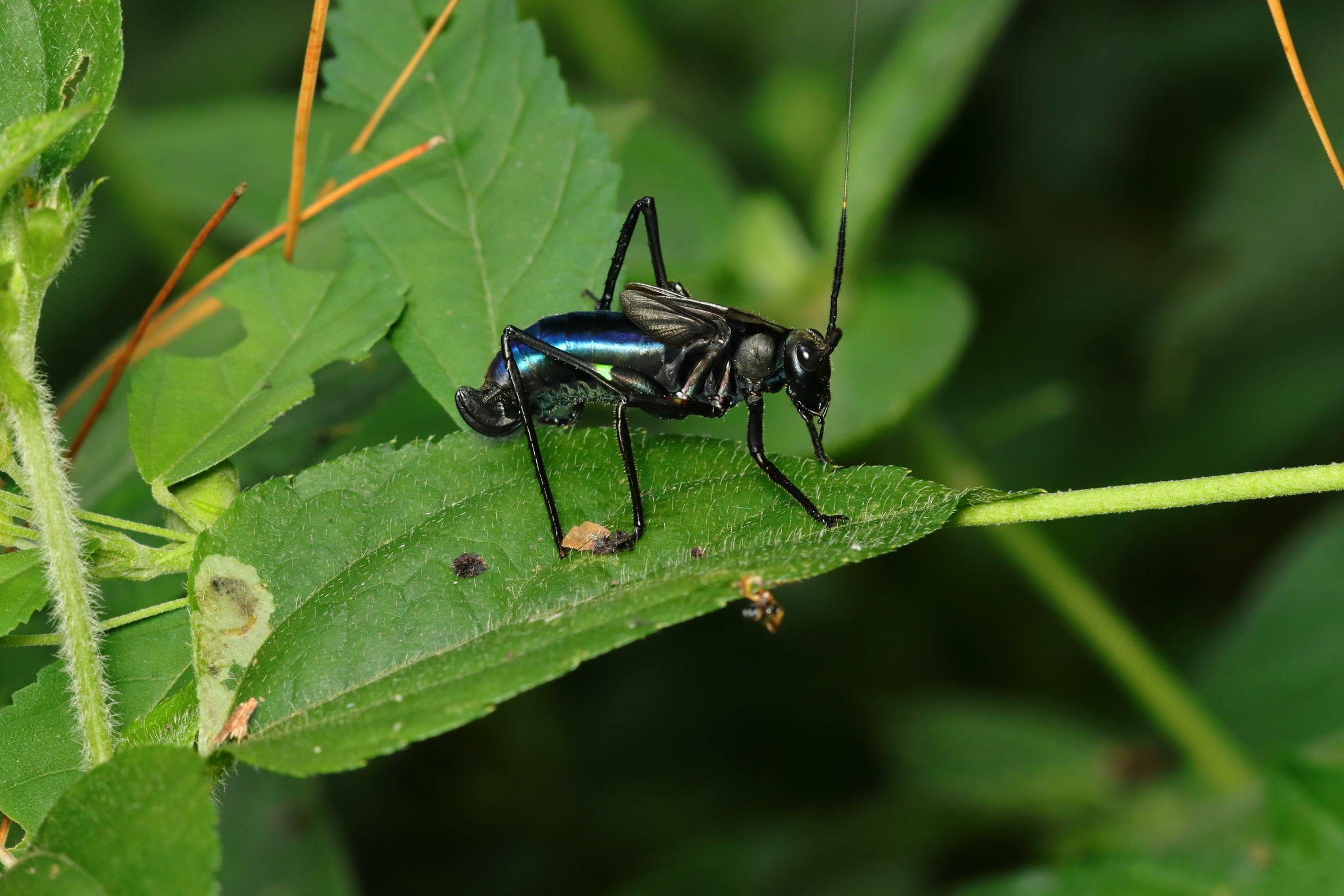 Scaphura nigra (Thunberg, 1824)
