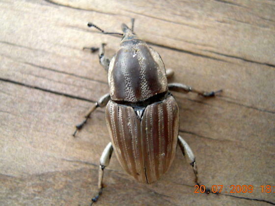Clay-colored Billbug from Linn County, IA, USA on July 20, 2009 at 06: ...