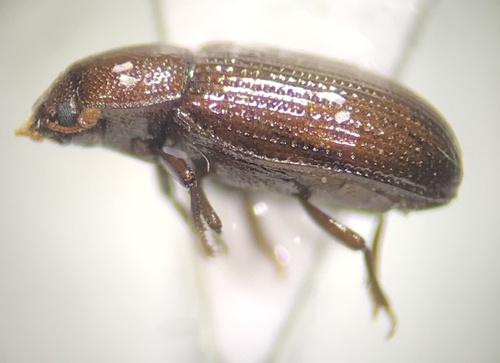 Dioedus punctatus · iNaturalist