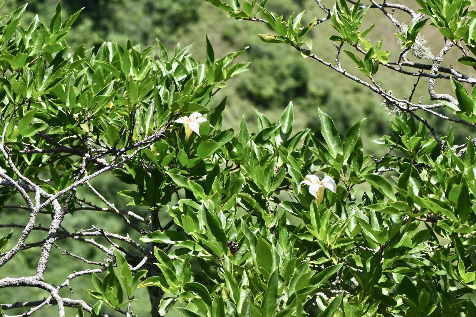 Rothmannia capensis Thunb.