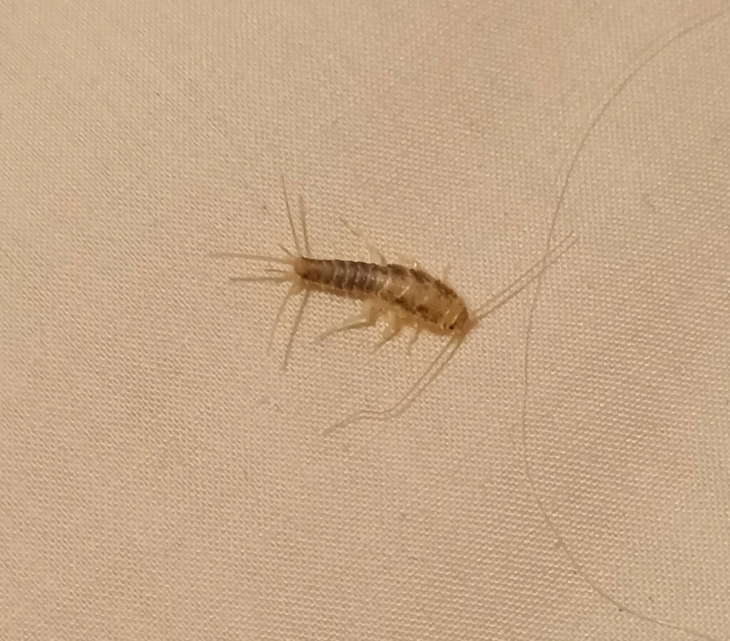 Ctenolepisma in February 2023 by Ana Gatica Colima · iNaturalist