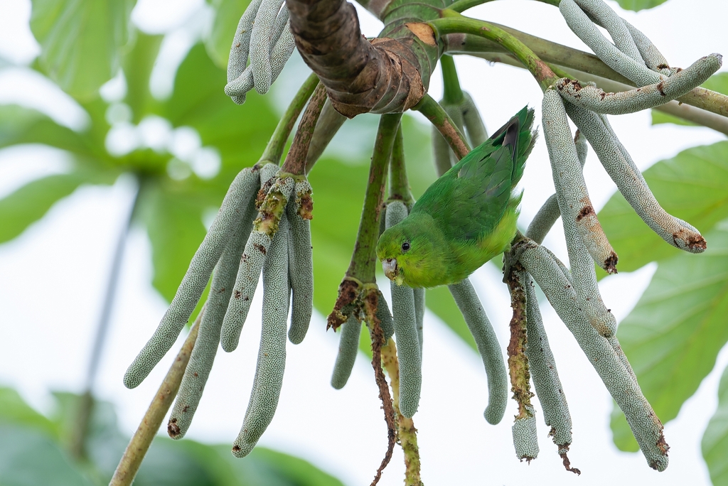 Cobalt-rumped Parrotlet in February 2023 by Luciano Bernardes · iNaturalist