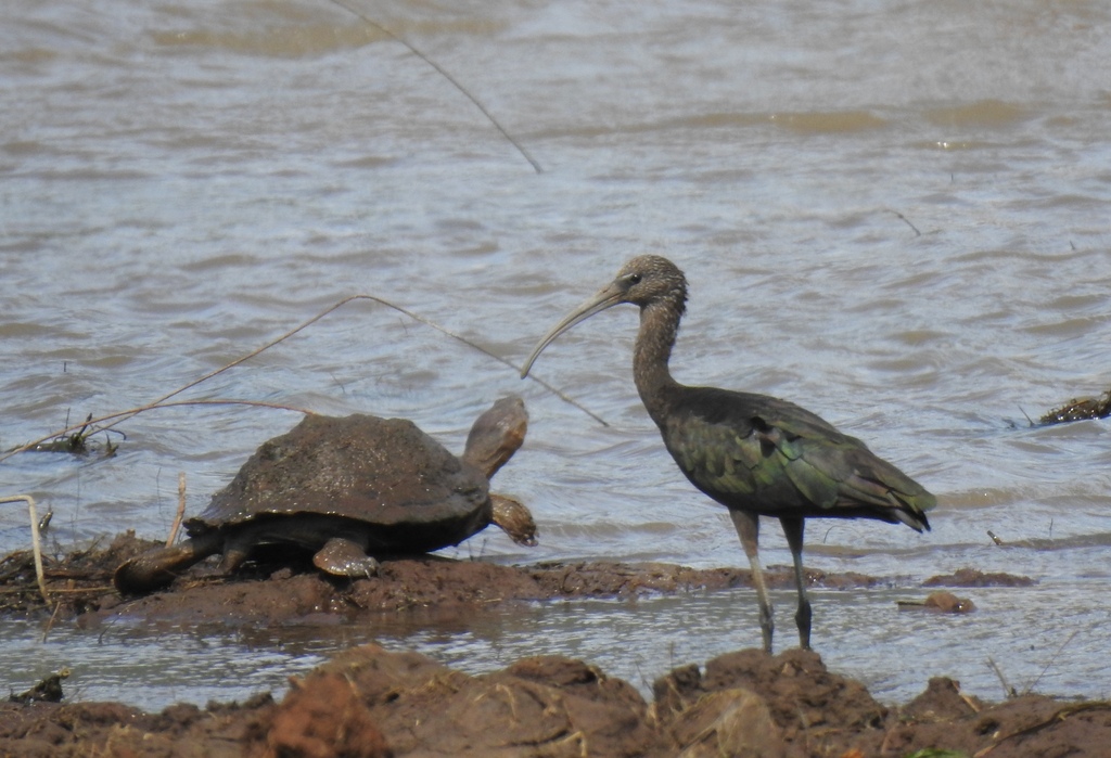 Serrated Hinged Terrapin from Zululand District Municipality, South Africa on November 28, 2020 ...