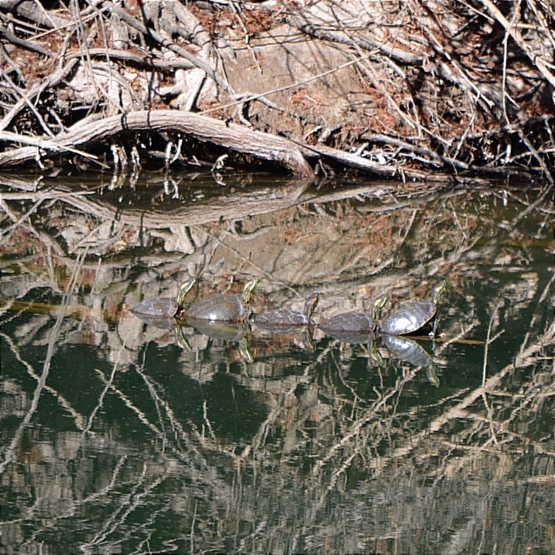 Trachemys gaigeae (Hartweg, 1939)