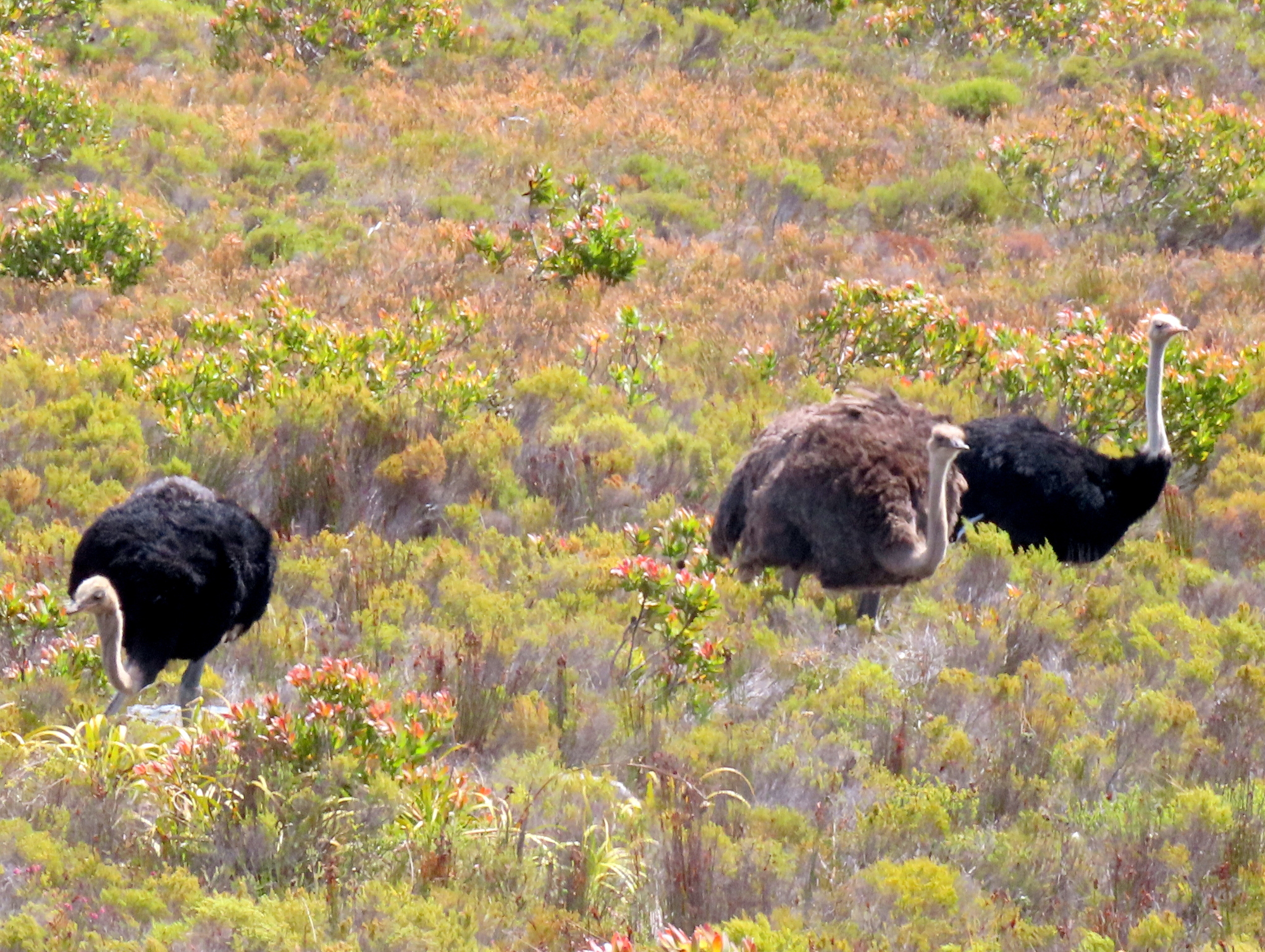 Struthio camelus Linnaeus, 1758