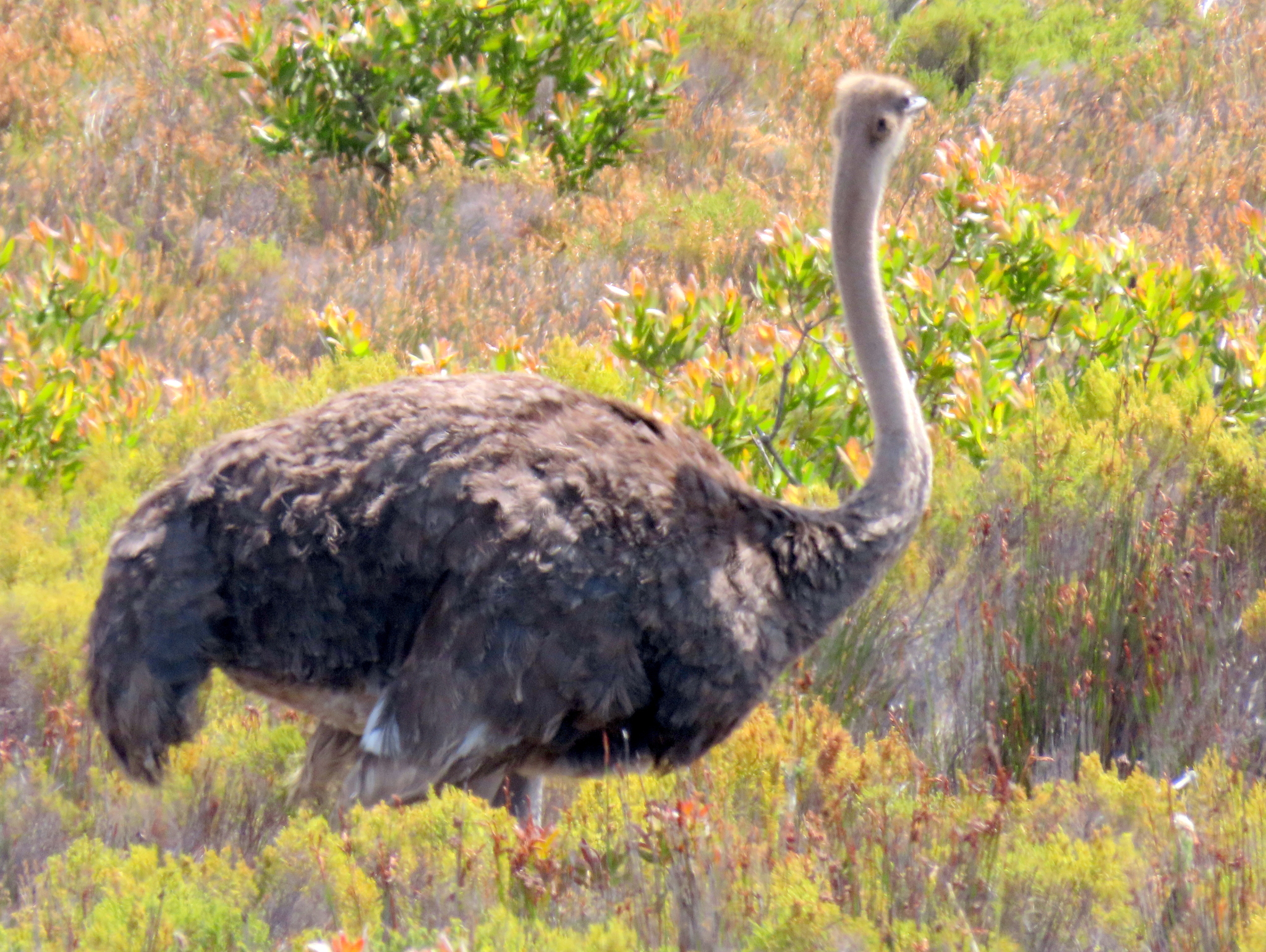 Struthio camelus Linnaeus, 1758