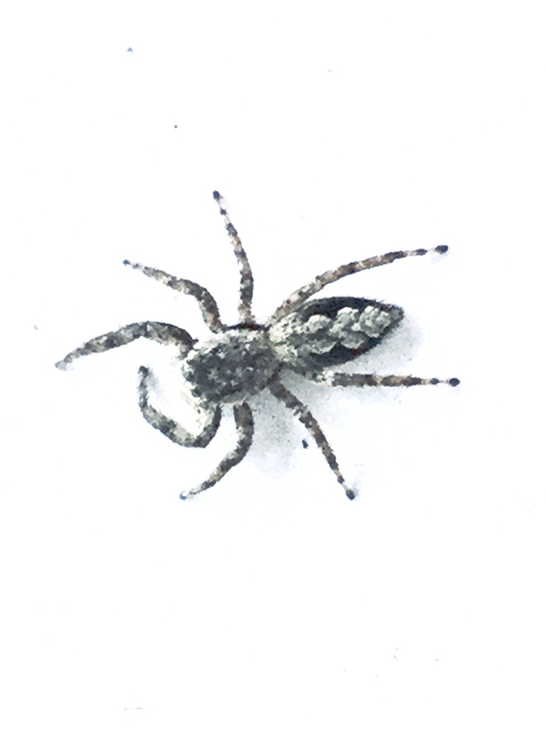 Tan Jumping Spider in November 2021 by Matthew S. Lindsey. Apologies ...