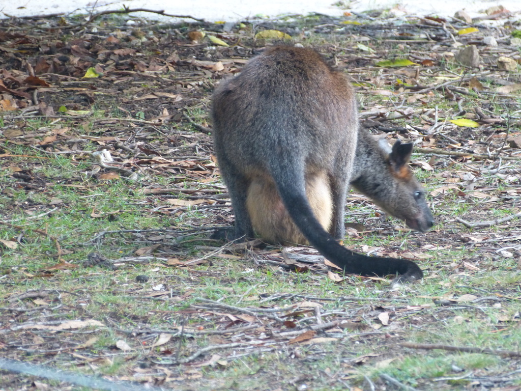 Swamp Wallaby from Mowarry Point Trail, Edrom NSW 2551, Australien on ...