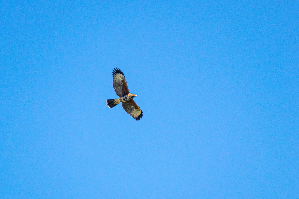 Harris's Hawk from San Juan de Aragón, Mexico City, CDMX, Mexico on ...