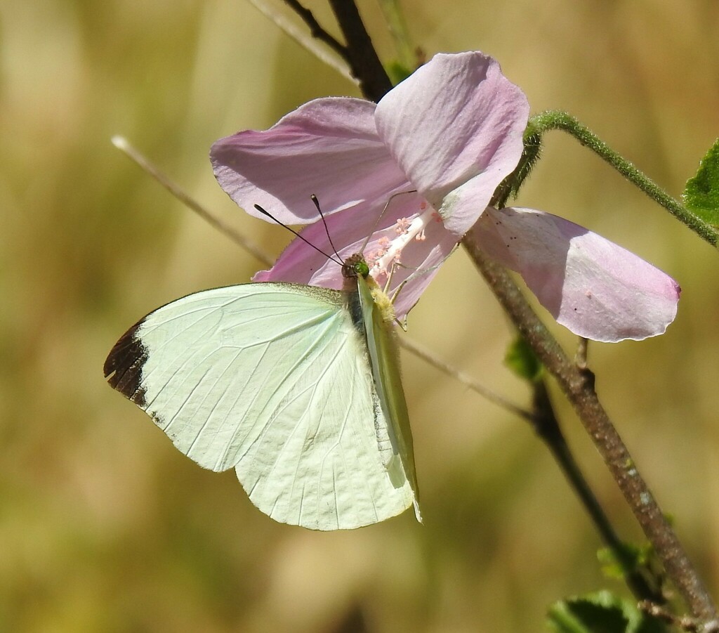 Nepheronia argia variegata from Nkandla NU, South Africa on September 7 ...