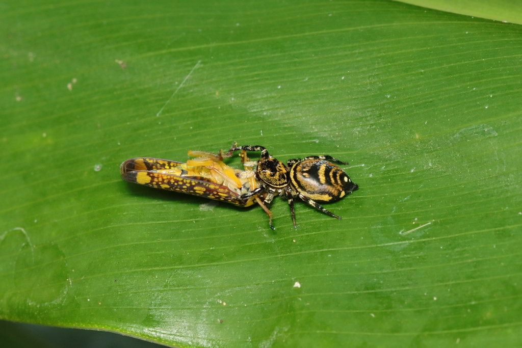 Pachomius from Parque do Estado, São Paulo - SP, Brasil on February 03 ...