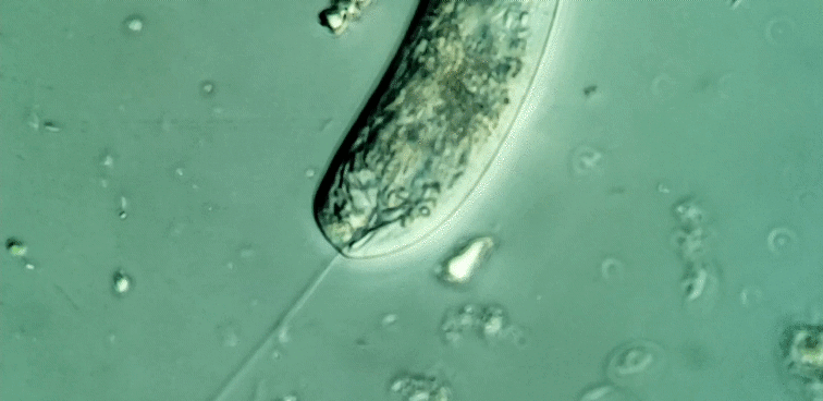 Dinema litorale (protozoans of the USA) · iNaturalist
