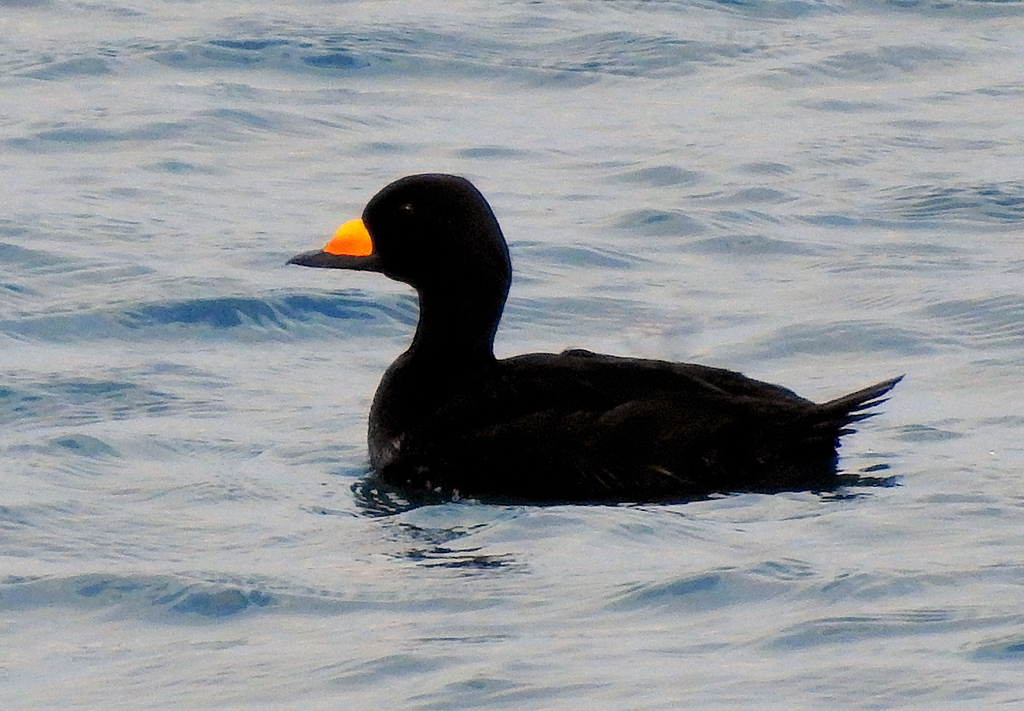 Black Scoter from Fairfield, Victoria, BC, Canada on February 05, 2023 ...