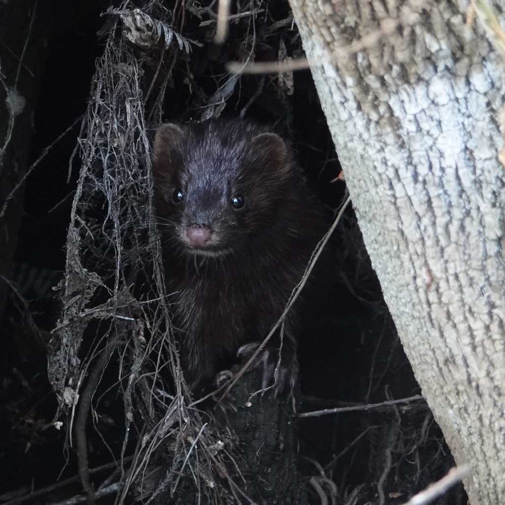 Everglades Mink in February 2023 by Michael R Ostrowski · iNaturalist