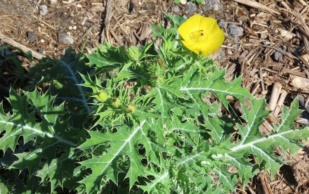 Mexican prickly poppy from Sugar, Access Rd, Atlantic, FL 33430, USA on ...