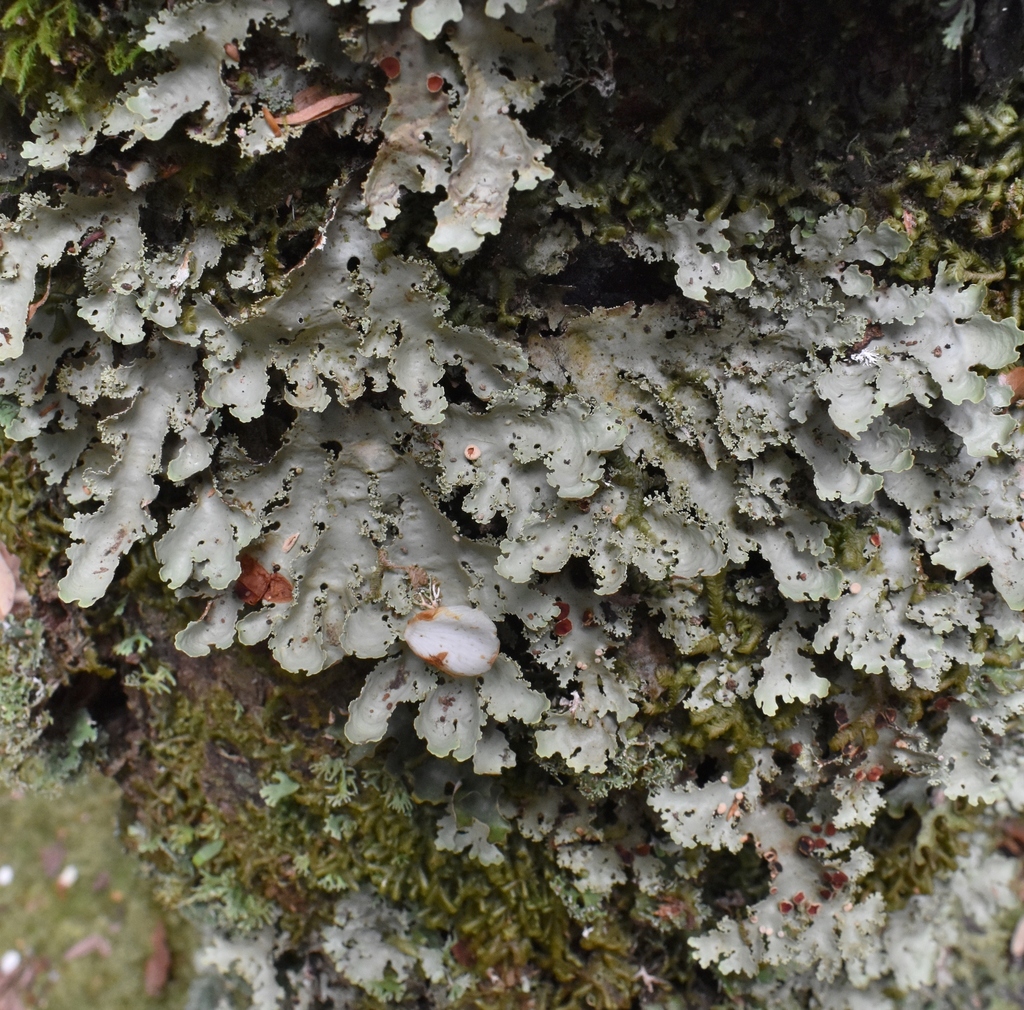 Lobariaceae from Cradle Mountain OLT Lake St Clair TAS 7140, Australia ...