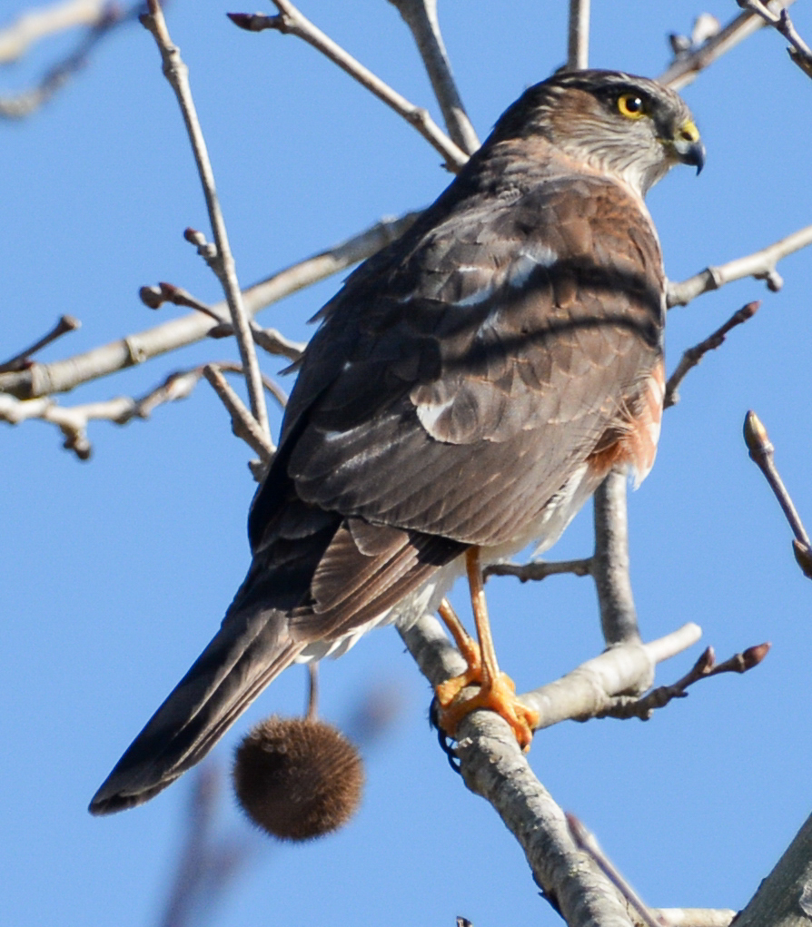 Sharp-shinned Hawk from Foley, AL, USA on February 6, 2023 at 09:57 AM ...