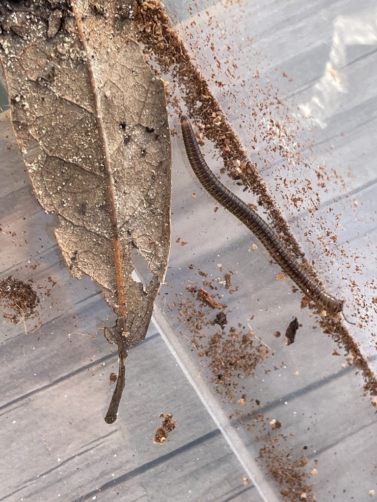 Parajulid millipedes from Gray Rd, Adel, GA, US on February 6, 2023 at ...
